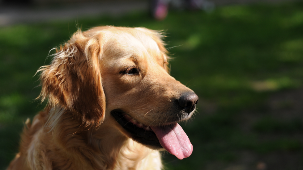 Subcutaneous Fluid Administration In Dogs | At Home Veterinary